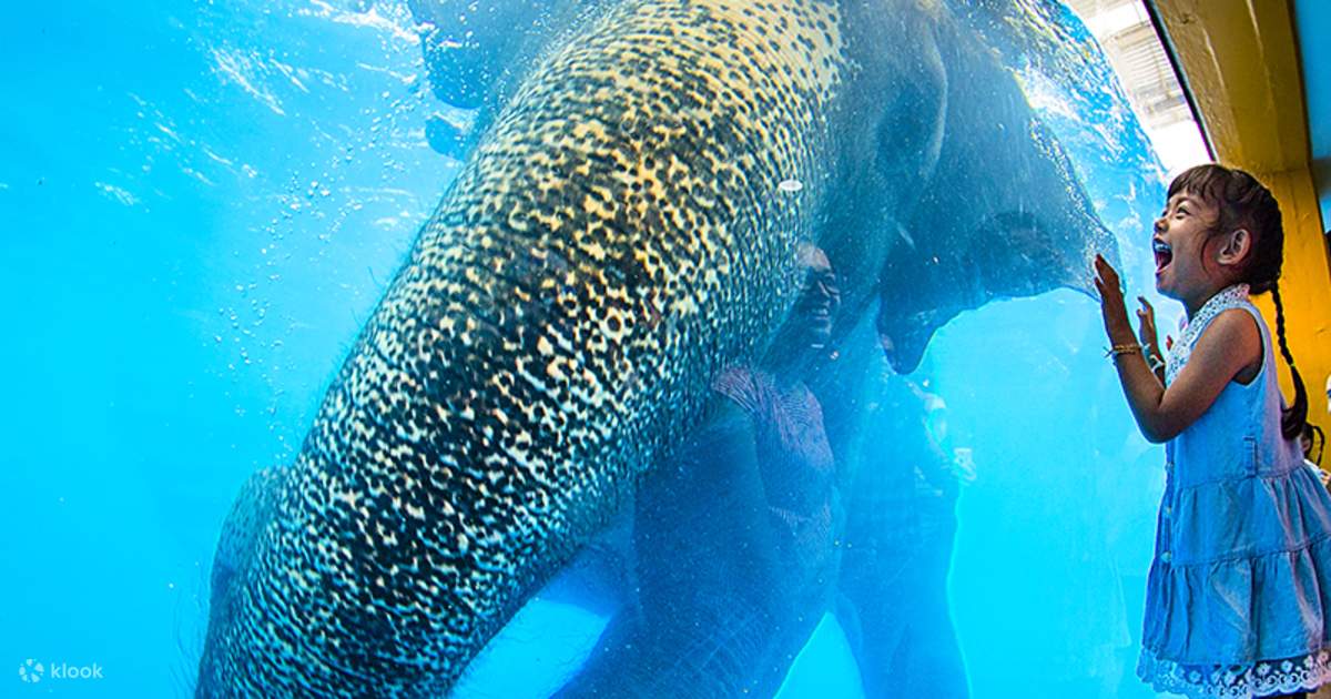 Day Tour Khao Kheaw Open Zoo From Pattaya or Bangkok by TTD GLOBAL - Klook